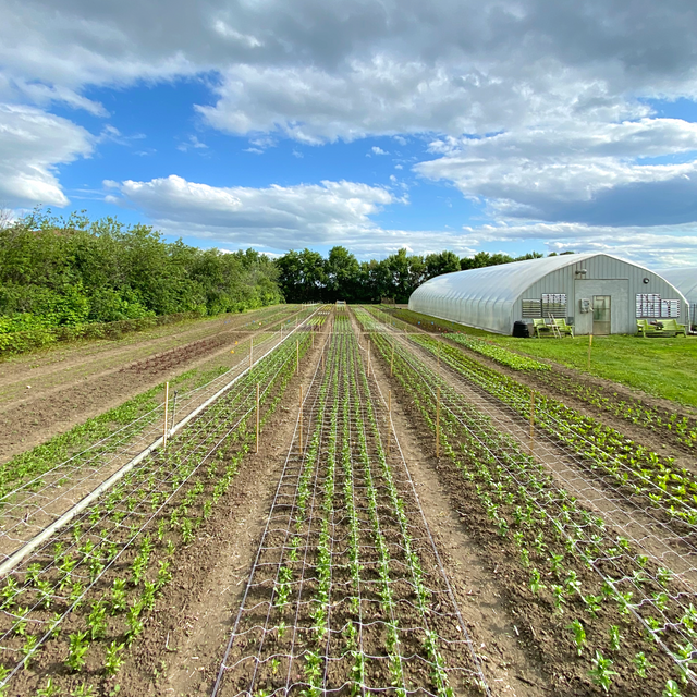 Flower Patch – Robertson Valley Farm