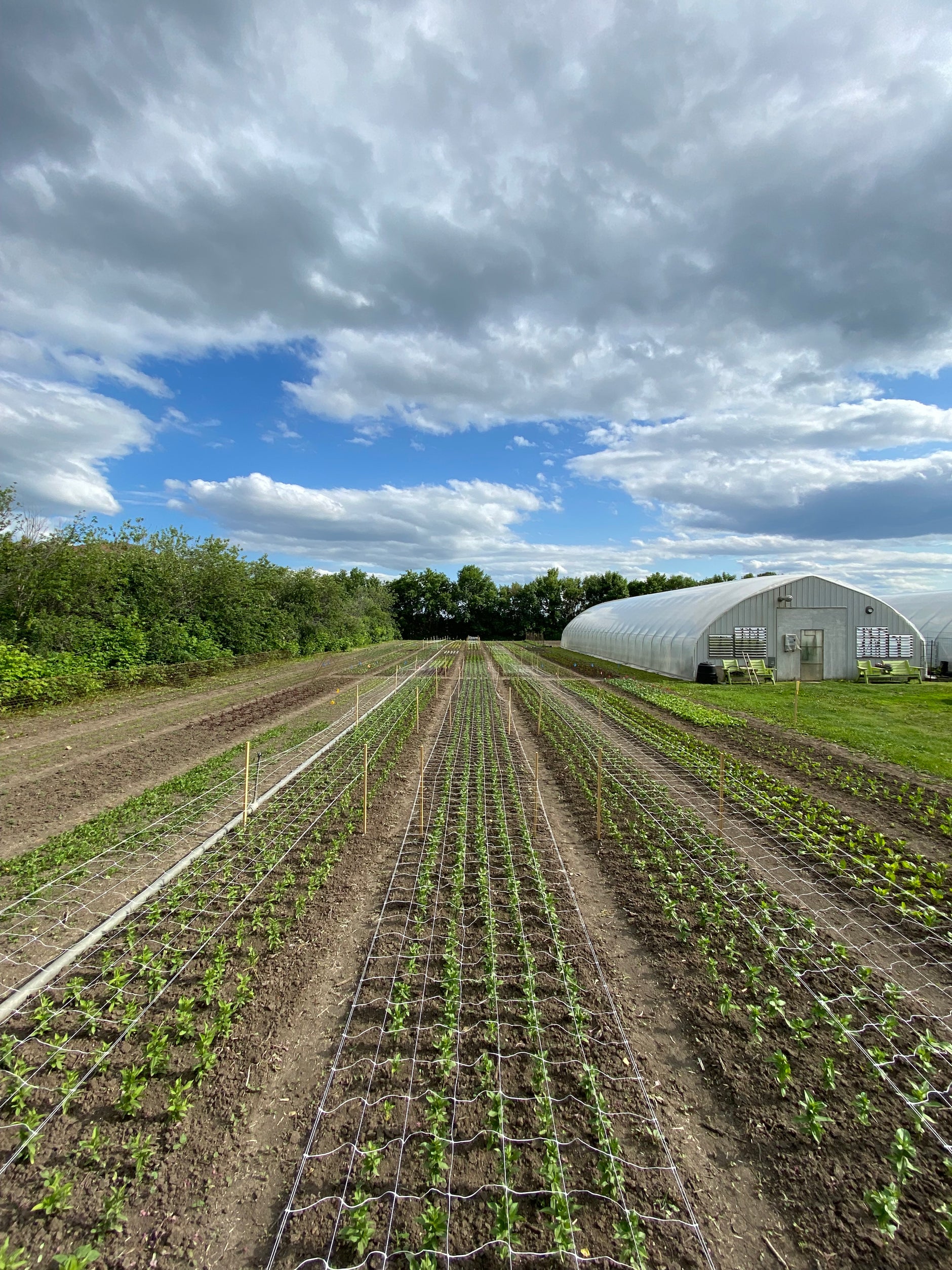 Flower Patch – Robertson Valley Farm