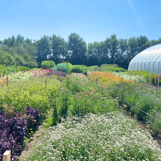 Flower Patch – Robertson Valley Farm