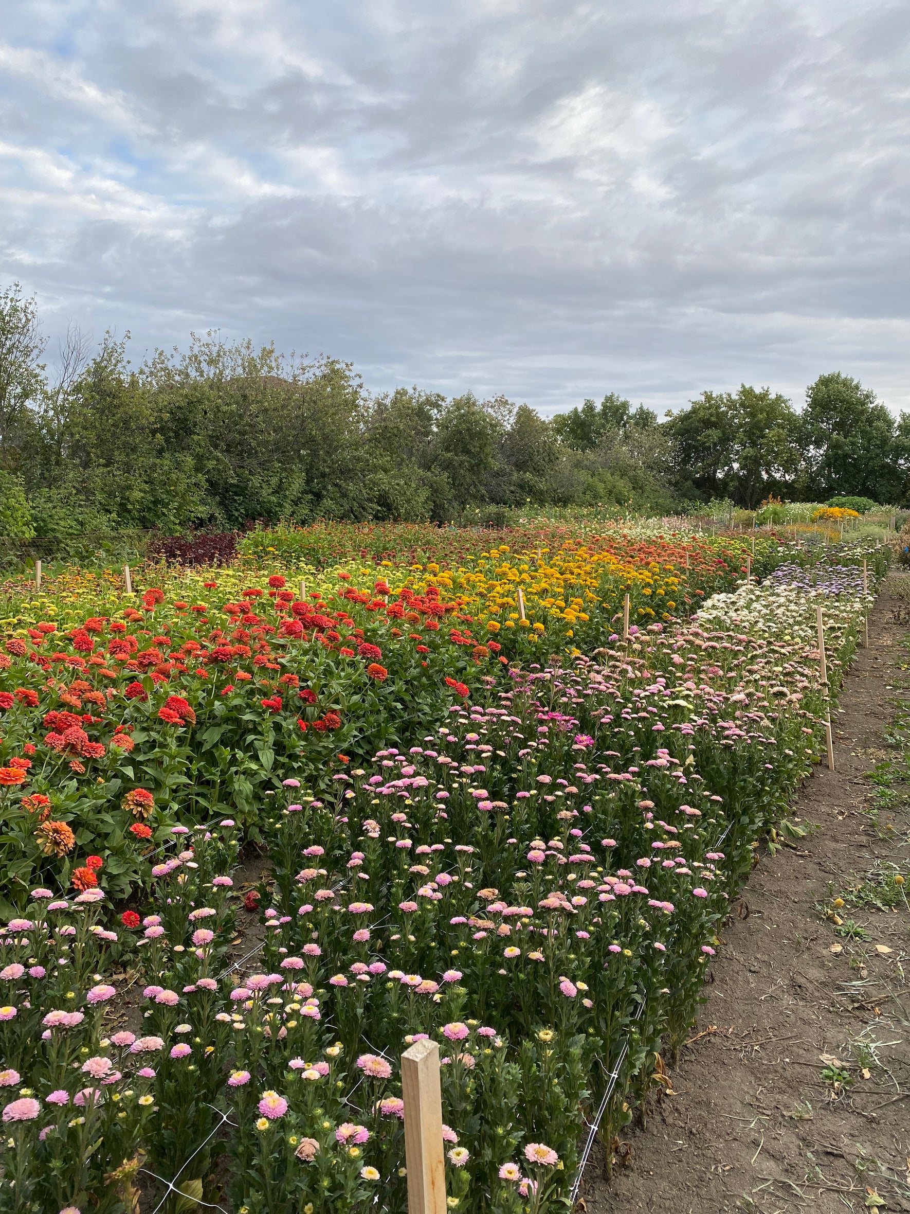 Flower Patch – Robertson Valley Farm
