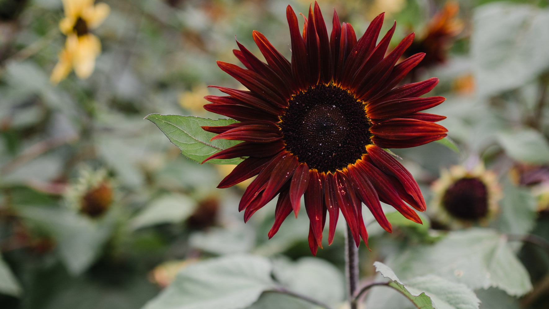 Sunflowers – Robertson Valley Farm