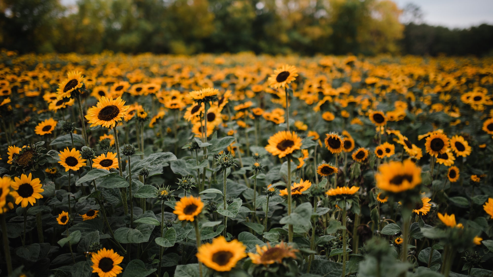 Sunflowers – Robertson Valley Farm