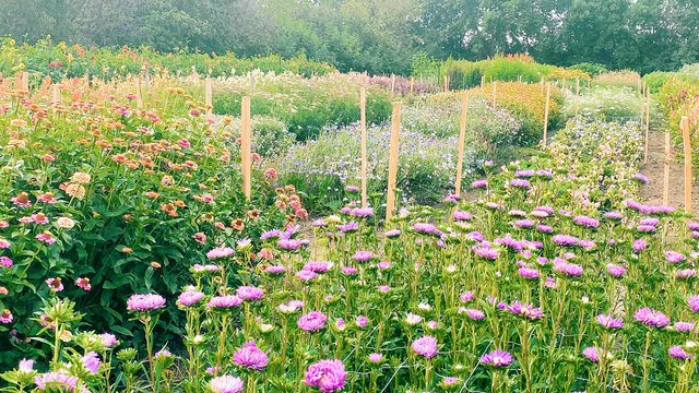 Meet the Growers – Robertson Valley Farm